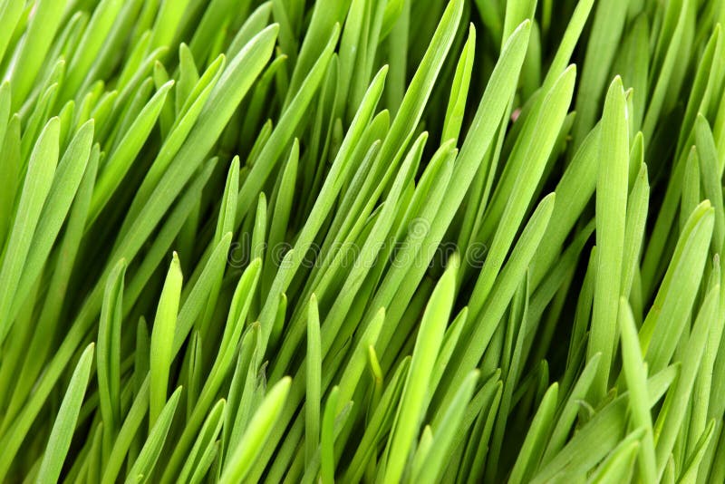 Grass macro stock photo. Image of earth, blades, natural - 400784