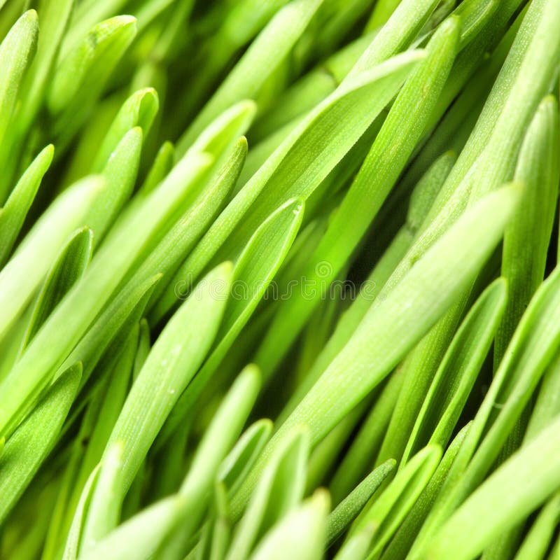 Grass macro stock photo. Image of earth, blades, natural - 400784