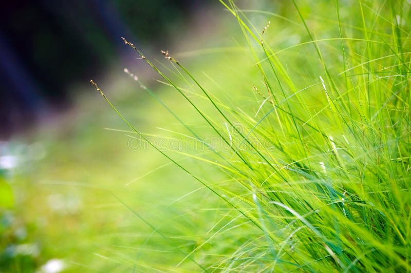 Green grass macro stock photo. Image of summer, outdoors - 15433634