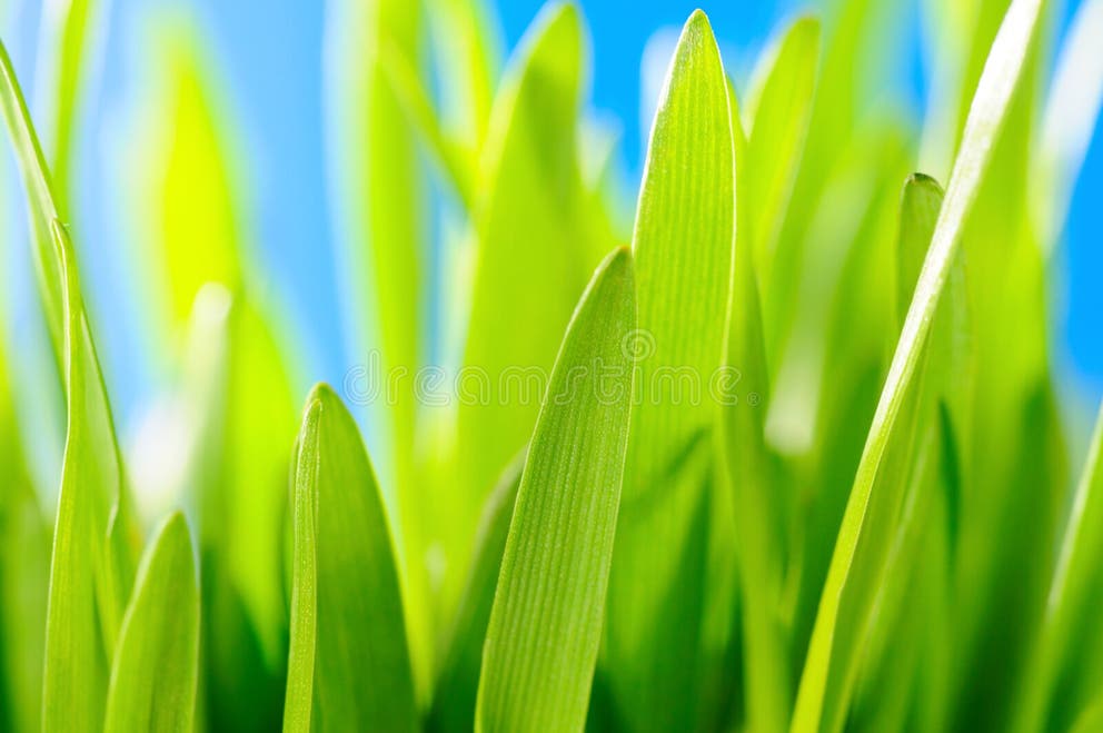 Green grass macro stock photo. Image of lawn, floor, country - 17416674