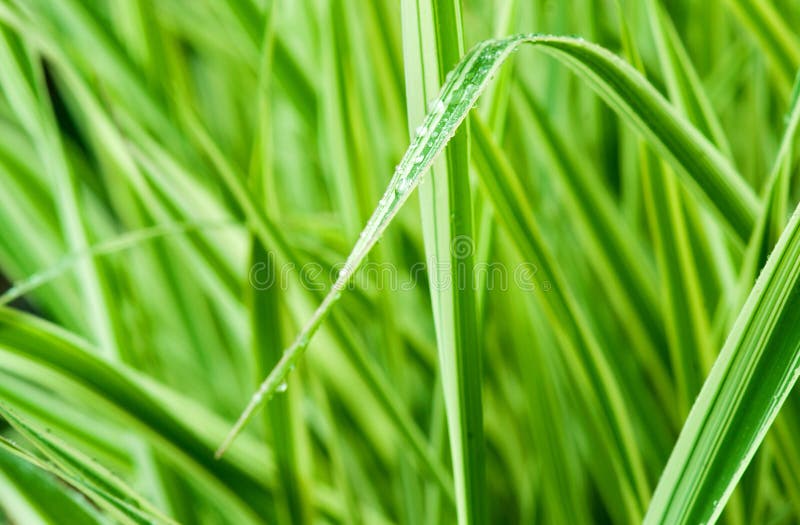 Green grass macro close up stock photo. Image of field - 26365764