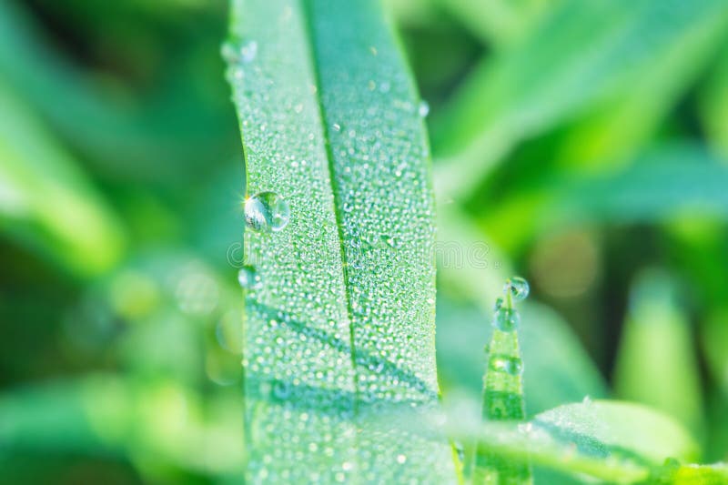 Green Grass Macro Photo with Dew Drops on it. Macro Nature Stock Photo ...