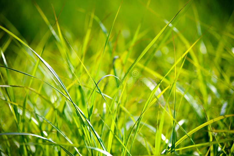 Green Grass Macro Photography Picture. Image: 83067951