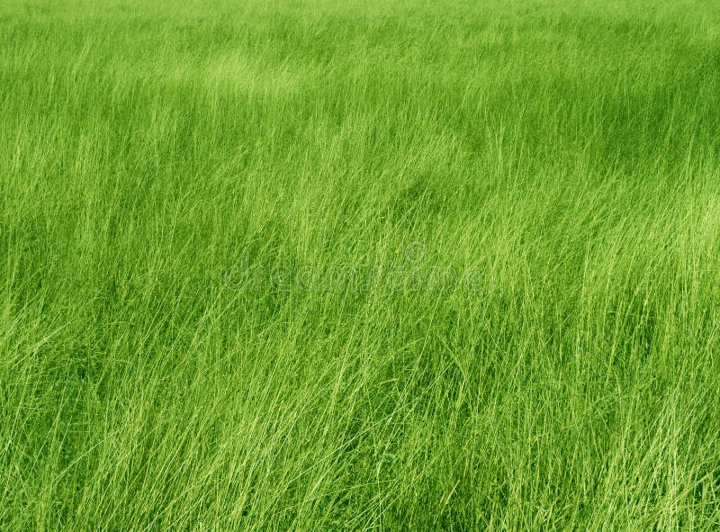 Tall green grass stock photo. Image of field, meadow, background - 5563162