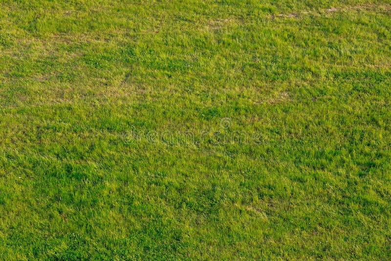Green Grass in the Meadow. Background from Green Grass. View from Above ...