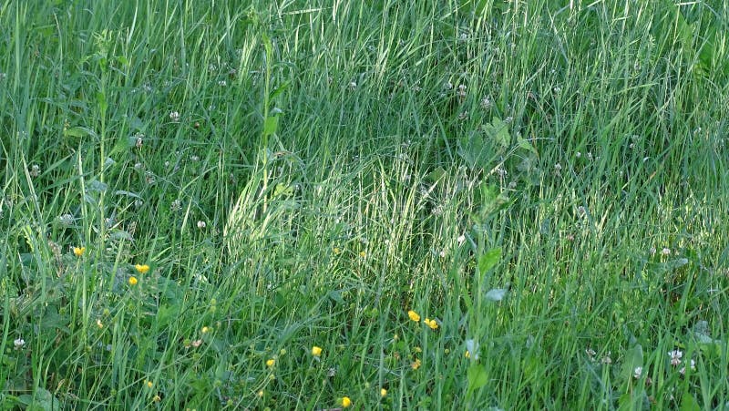 Green Grass, Meadow Flowers Lit by the Sunbeam. Stock Photo - Image of ...