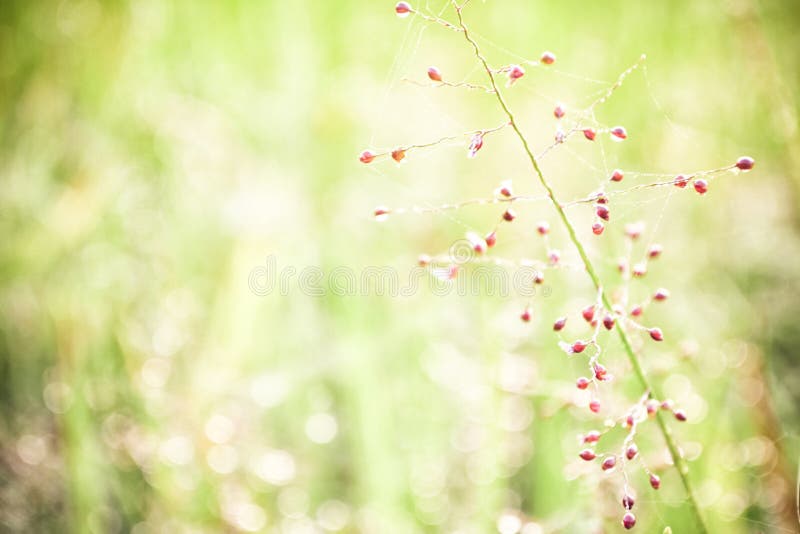 Green Grass Meadow Soft Focus with Bright Sunlight .Abstract Sp Stock ...