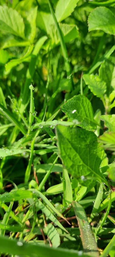 Green Grass Micro Shoot Potrait Stock Photo - Image of invertebrate ...