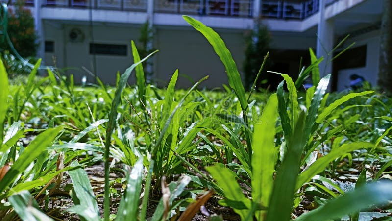 Green Grass in the Middle of the Building during the Day Stock Photo ...