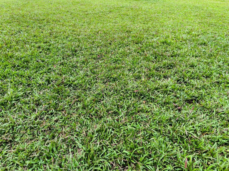 Green Grass in the Middle of a Soccer Field Stock Image - Image of ...