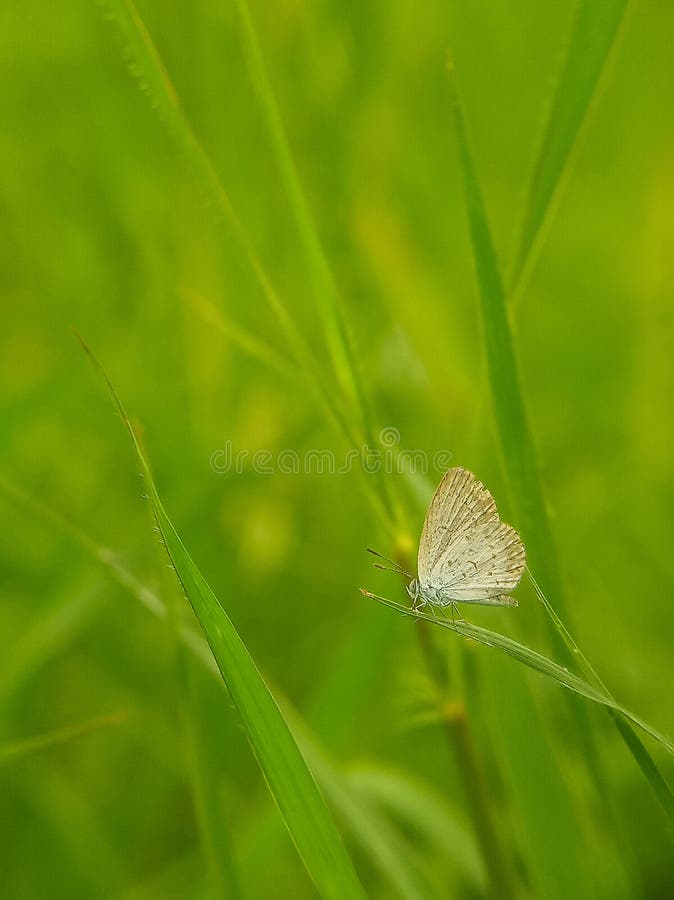 Green Grass with Mini Butterfly in Greeny Fields Stock Photo - Image of ...