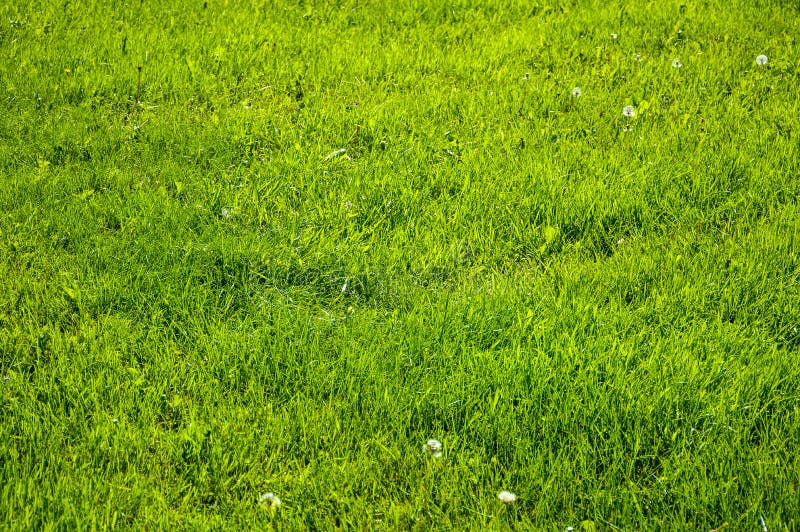Green grass stock photo. Image of park, blue, summer - 94150710