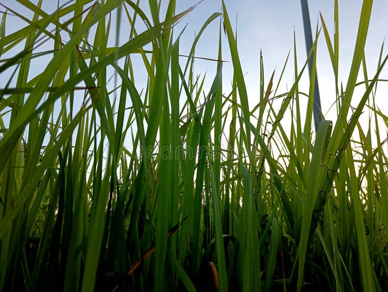 Green grass in the morning stock photo. Image of nature - 274680806