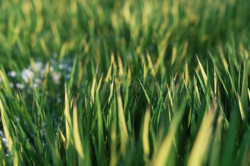 Green grass in the morning stock photo. Image of green - 154610086