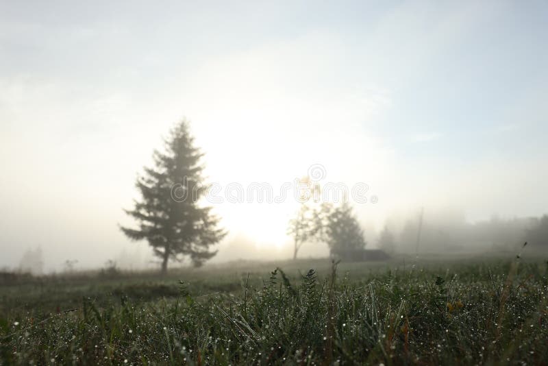Green Grass with Morning Dew Drops Outdoors Stock Photo - Image of ...