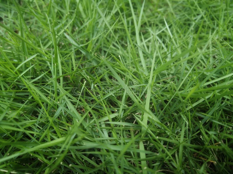 Green Grass in the Morning in Front of the House Stock Image - Image of ...