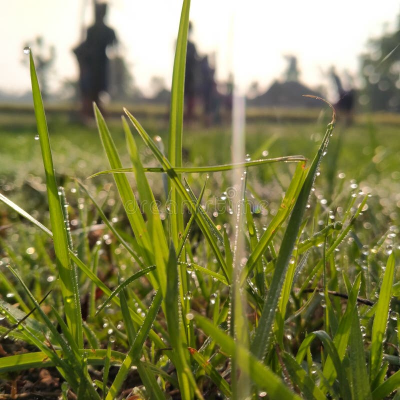 The Green Grass in Morning with Good Sunrise Stock Photo - Image of ...