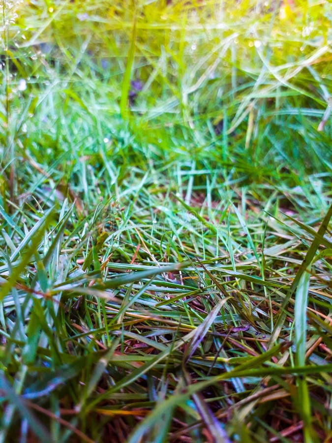 Green grass in the morning stock photo. Image of tree - 221575614