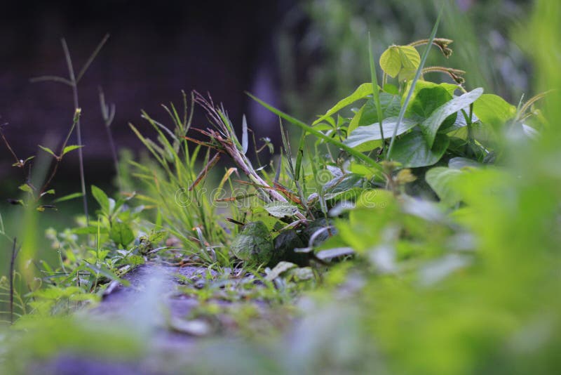 Green grass in the morning stock image. Image of morning - 207327421