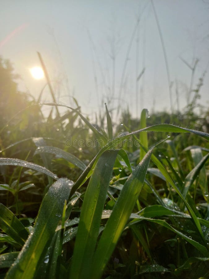 Green Grass with Morning Sun Stock Photo - Image of grass, gardening ...