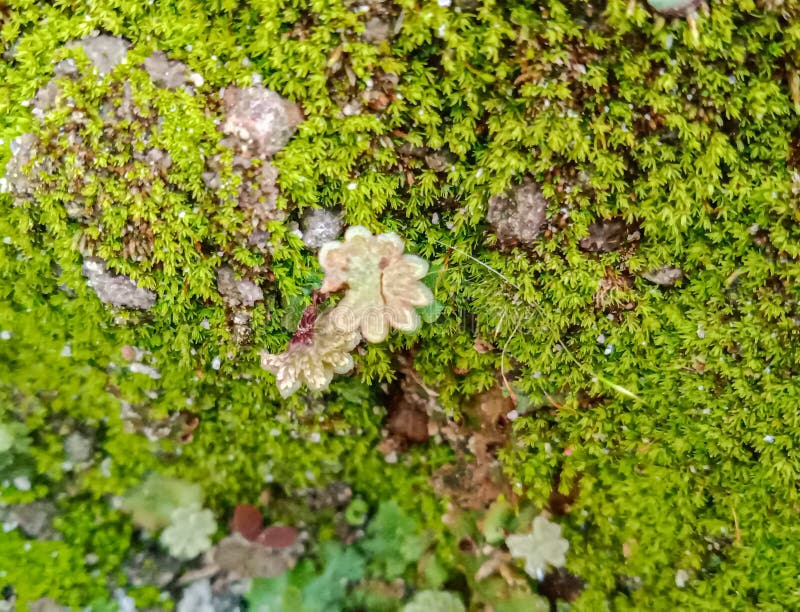 Green Grass and Moss Growing on the Rock. Stock Photo - Image of green ...