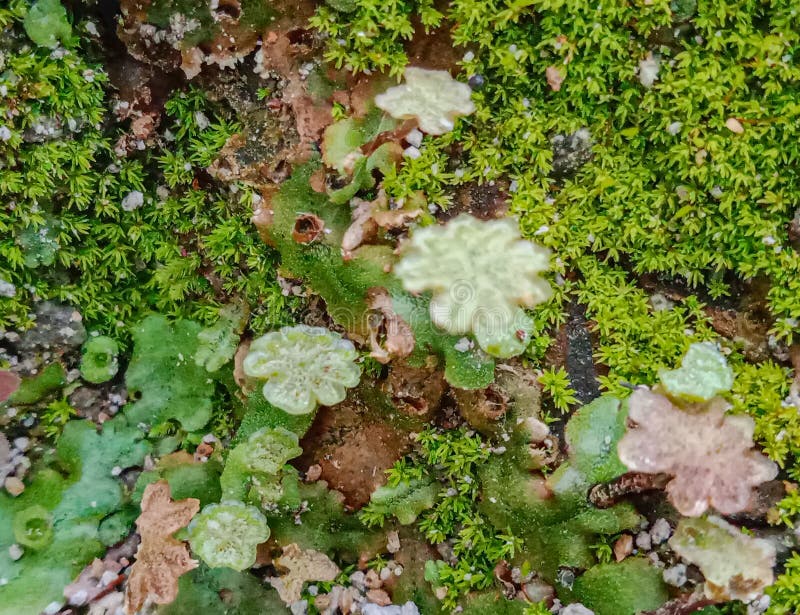 Green Grass and Moss Growing on the Rock. Stock Photo - Image of moss ...