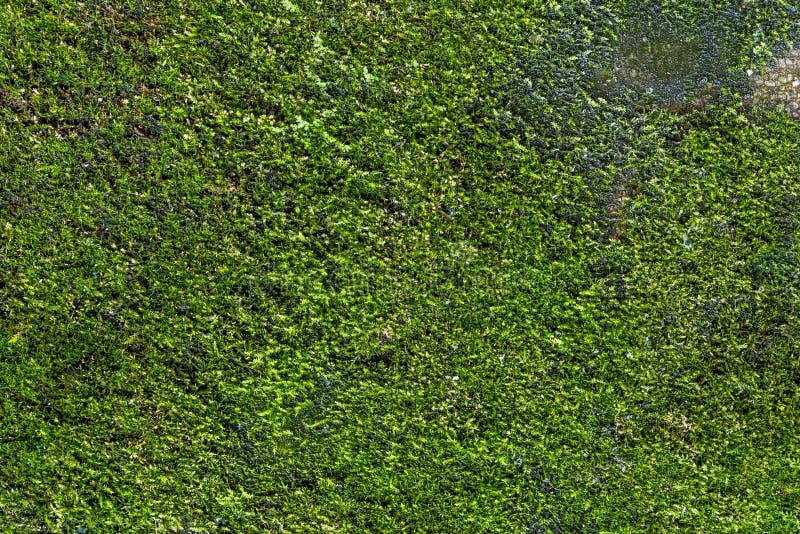 Green Grass with Moss Pattern Stock Photo - Image of lichen, green ...