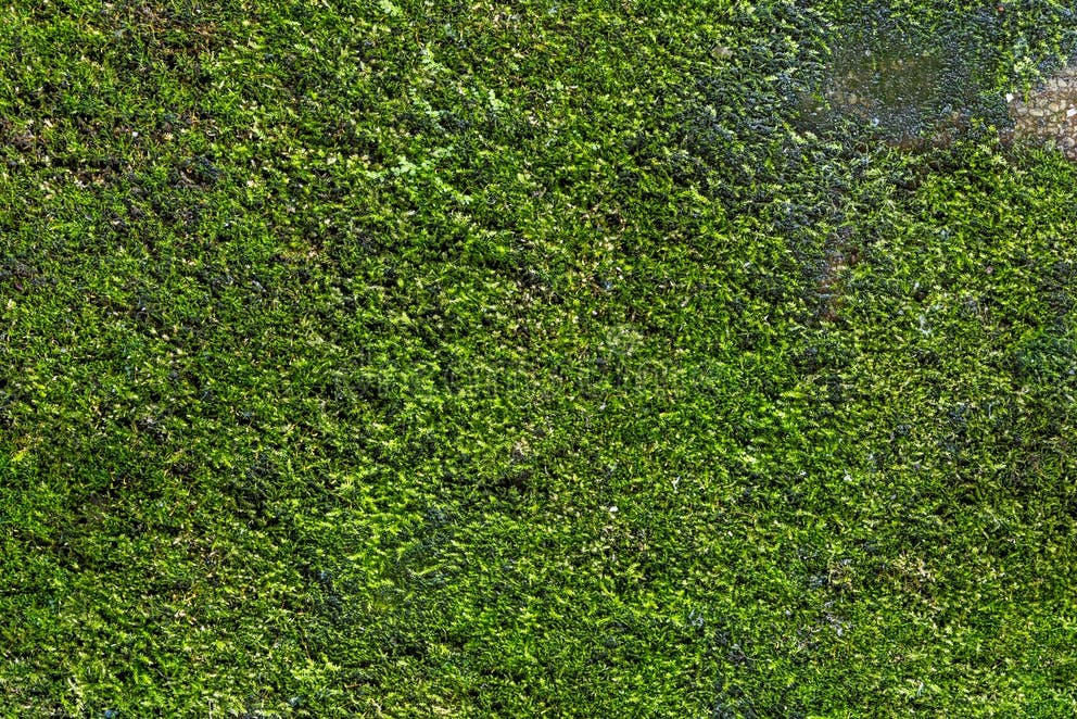 Green Grass with Moss Pattern Stock Photo - Image of lichen, green ...