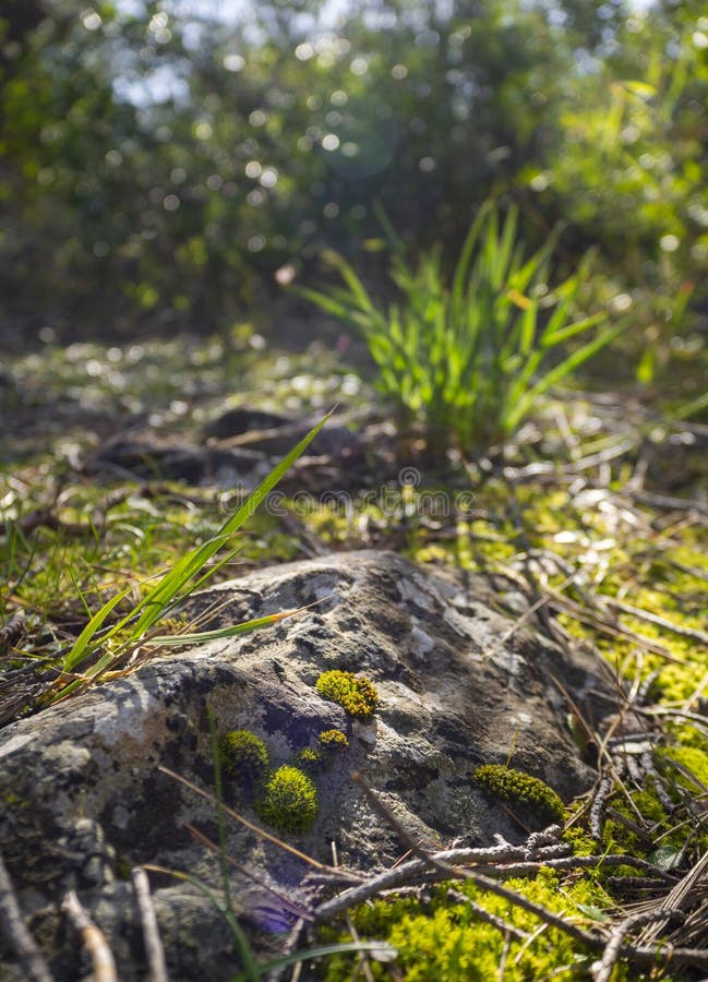 Green Grass and Moss on Rocks in a Forest in Greece on a Sunny Day ...