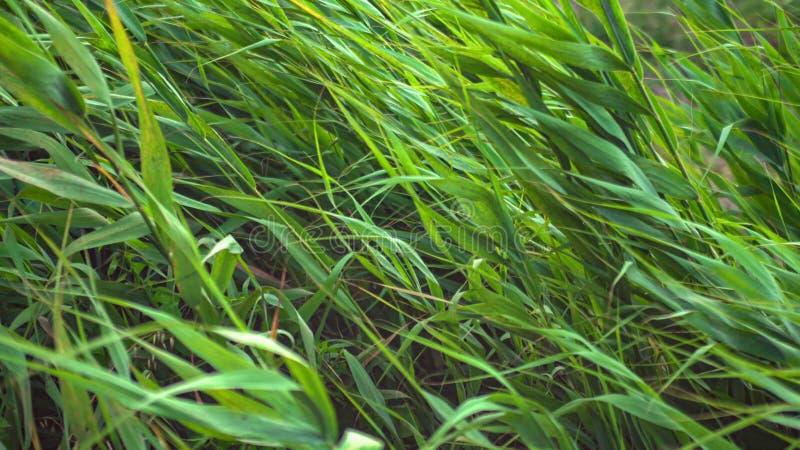 Grass movement texture stock video. Video of moving - 223106251
