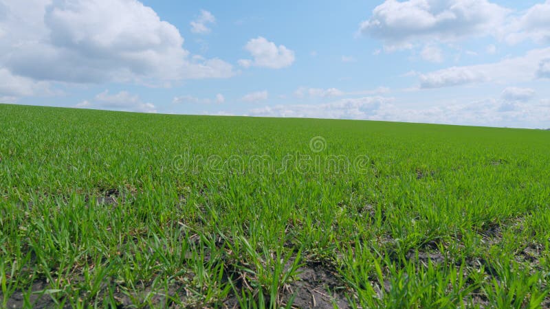 Green Grass Moving in Wind. Background of Bright Green Grass. Pan ...