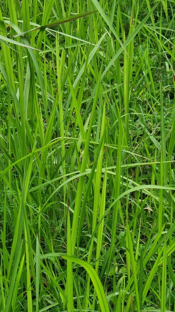 The Green Grass in My Backyard is Very Carming Stock Image - Image of ...
