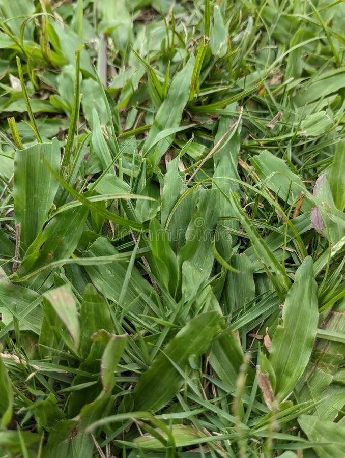 Green Grass in My Front Yard Stock Image - Image of green, garden ...