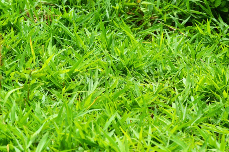 Green grass stock photo. Image of ecology, clean, spring - 41603710