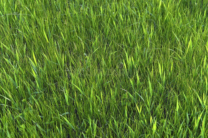 Green Grass. Natural Background Texture. Fresh Spring Green Grass ...