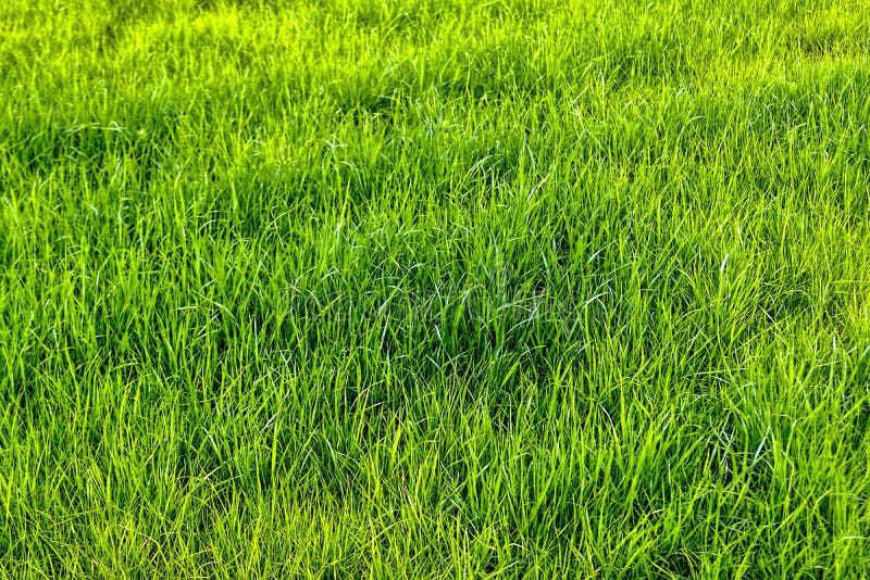 Green Grass Natural Background Texture, Lawn for the Background Stock ...