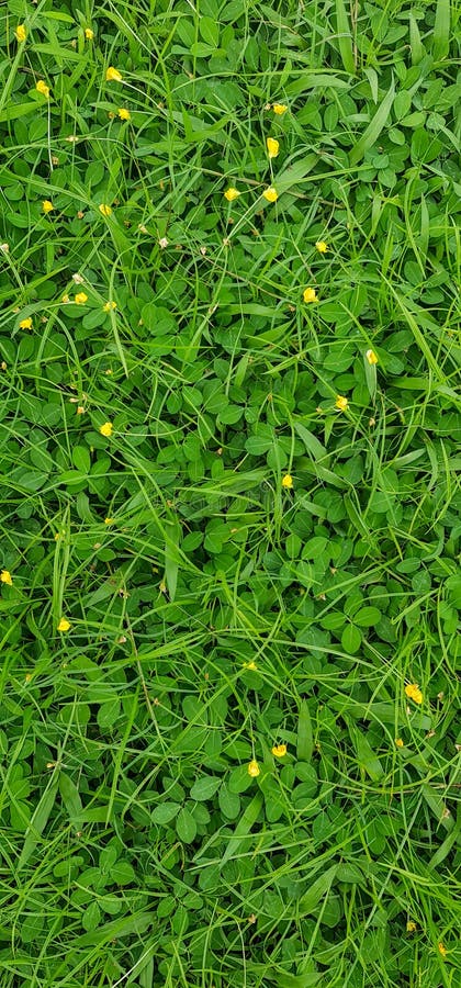 Green Grass with Irregular Pattern Stock Photo - Image of tree ...