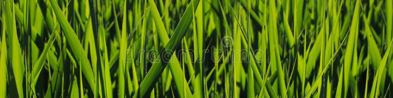 Green Grass, Nature Background Stock Image - Image of flora, grass ...