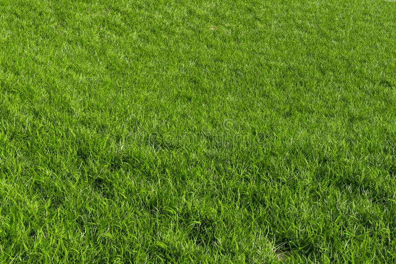 Grass Field Top View Texture. Green Grass Texture Pattern Background ...