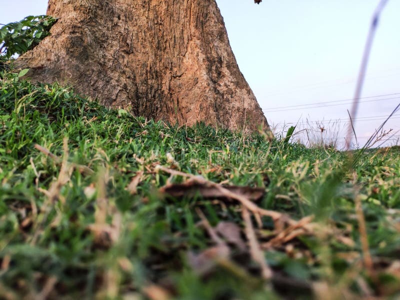 Green Grass Near the Root of a Big Tree Stock Image - Image of green ...