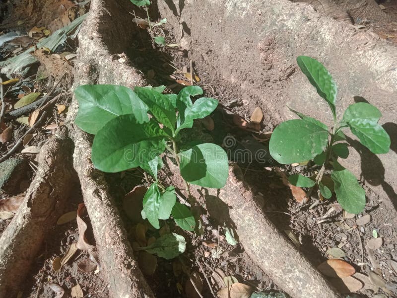 Green Grass Near Tree Roots Stock Photo - Image of green, roots: 313876392