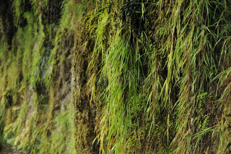 Green Grass Near the Waterfall Stock Image - Image of moss, hill: 70942987