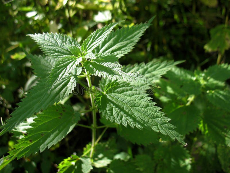 Green grass and nettle stock image. Image of lawn, summer - 48518407