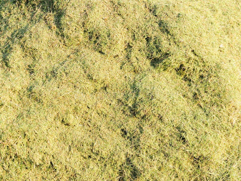 Green grass stock photo. Image of field, grow, yard, vibrant - 32504732