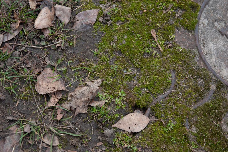 Green Grass Next To an Old Rusty Sewer Manhole Stock Image - Image of ...