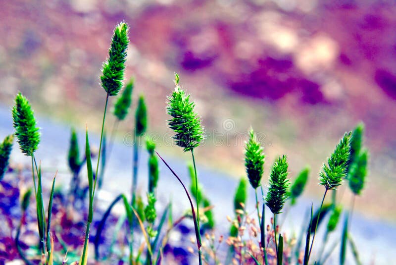 Green grass stock image. Image of blooming, floral, fresh - 125751707