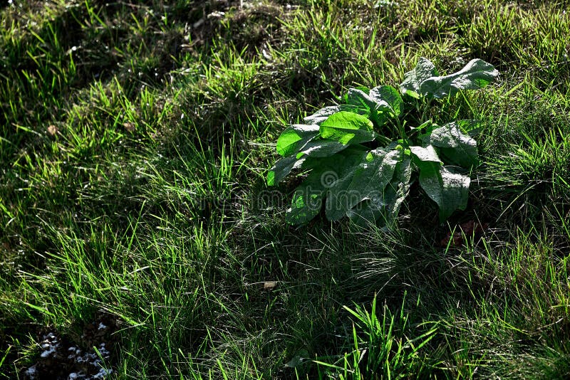 Green Grass after Night with Drops on the Leaves Stock Image - Image of ...