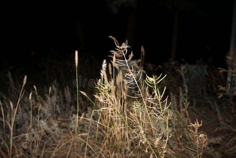 Green grass night stock image. Image of greens, wild - 139117571