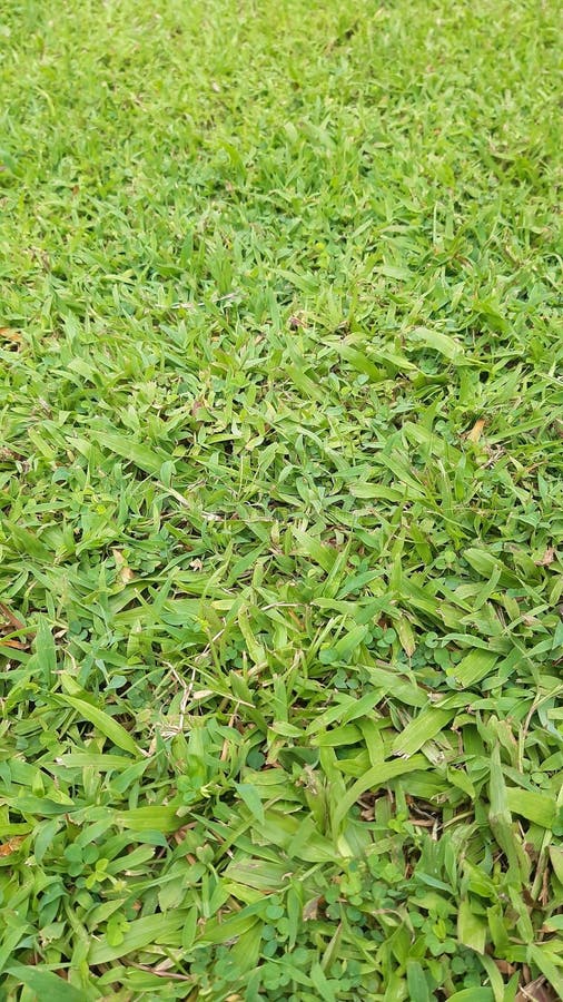 Green Grass Object Background Home Colour Natural Stock Image - Image ...