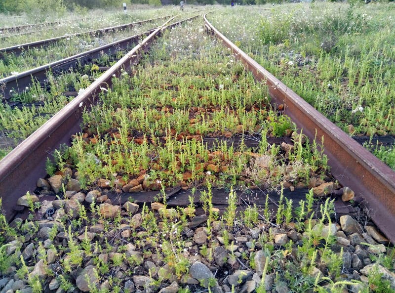 Green Grass between Old Railroad Tracks. Nature, Stock Photo - Image of ...